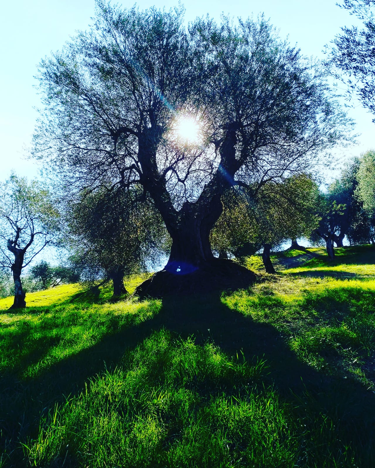 World's Best High-Antioxidant Tuscan Extra Virgin Olive Oil – Olio Piro.