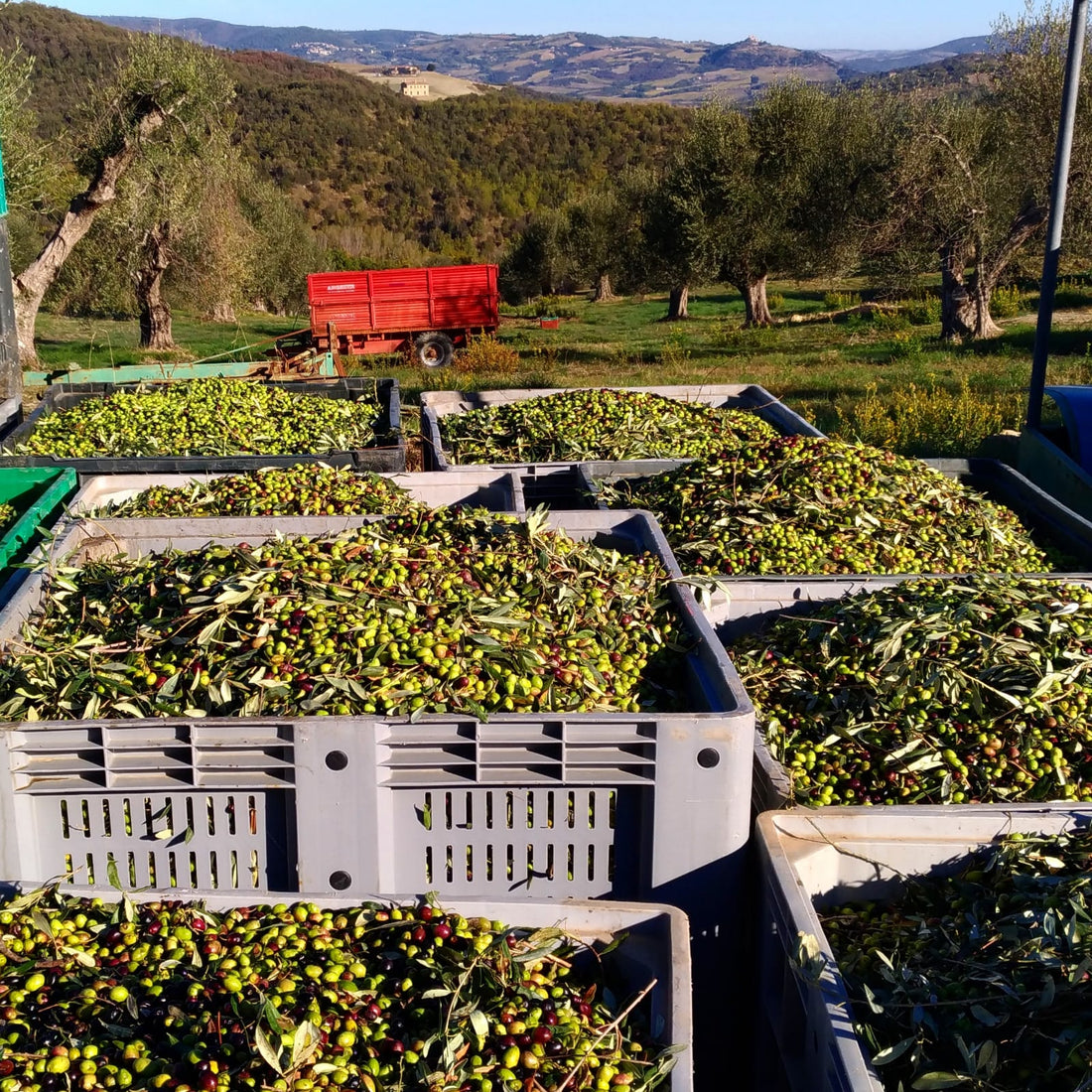 World's Best High-Antioxidant Tuscan Extra Virgin Olive Oil – Olio Piro.