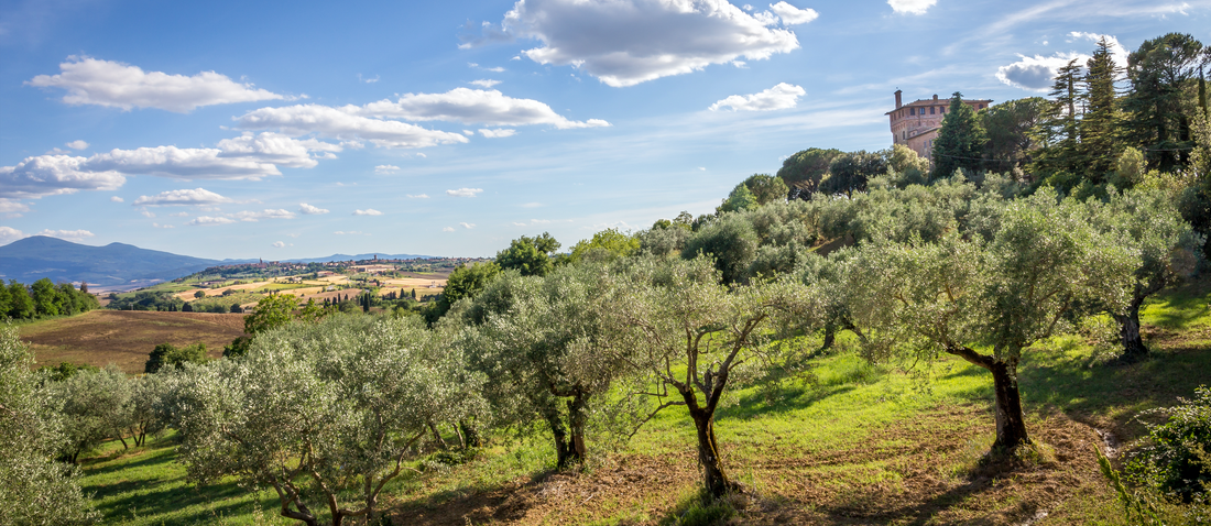 World's Best High-Antioxidant Tuscan Extra Virgin Olive Oil – Olio Piro.